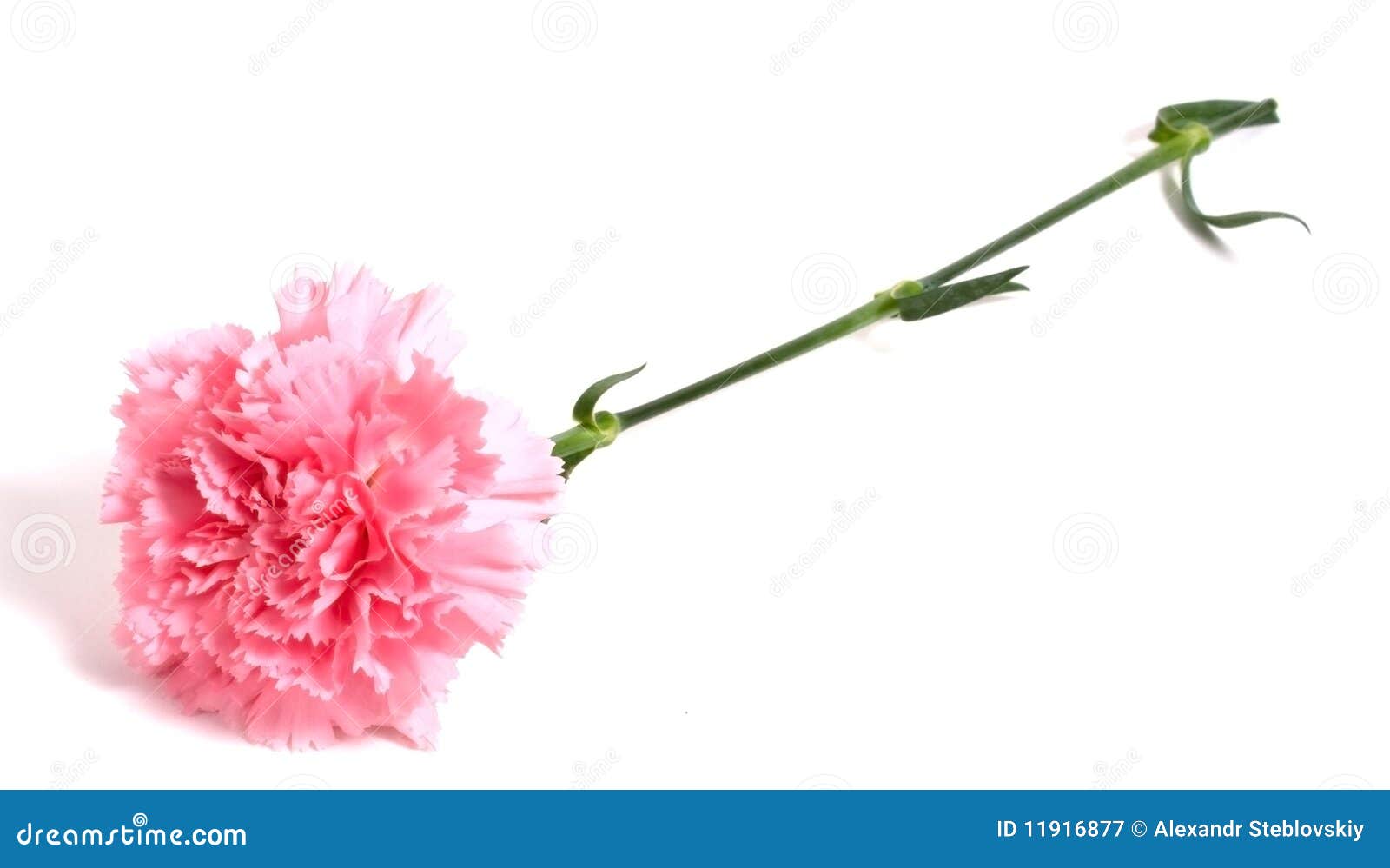 Roze anjer stock afbeelding. Image of elegant, mooi, versiering - 11916877