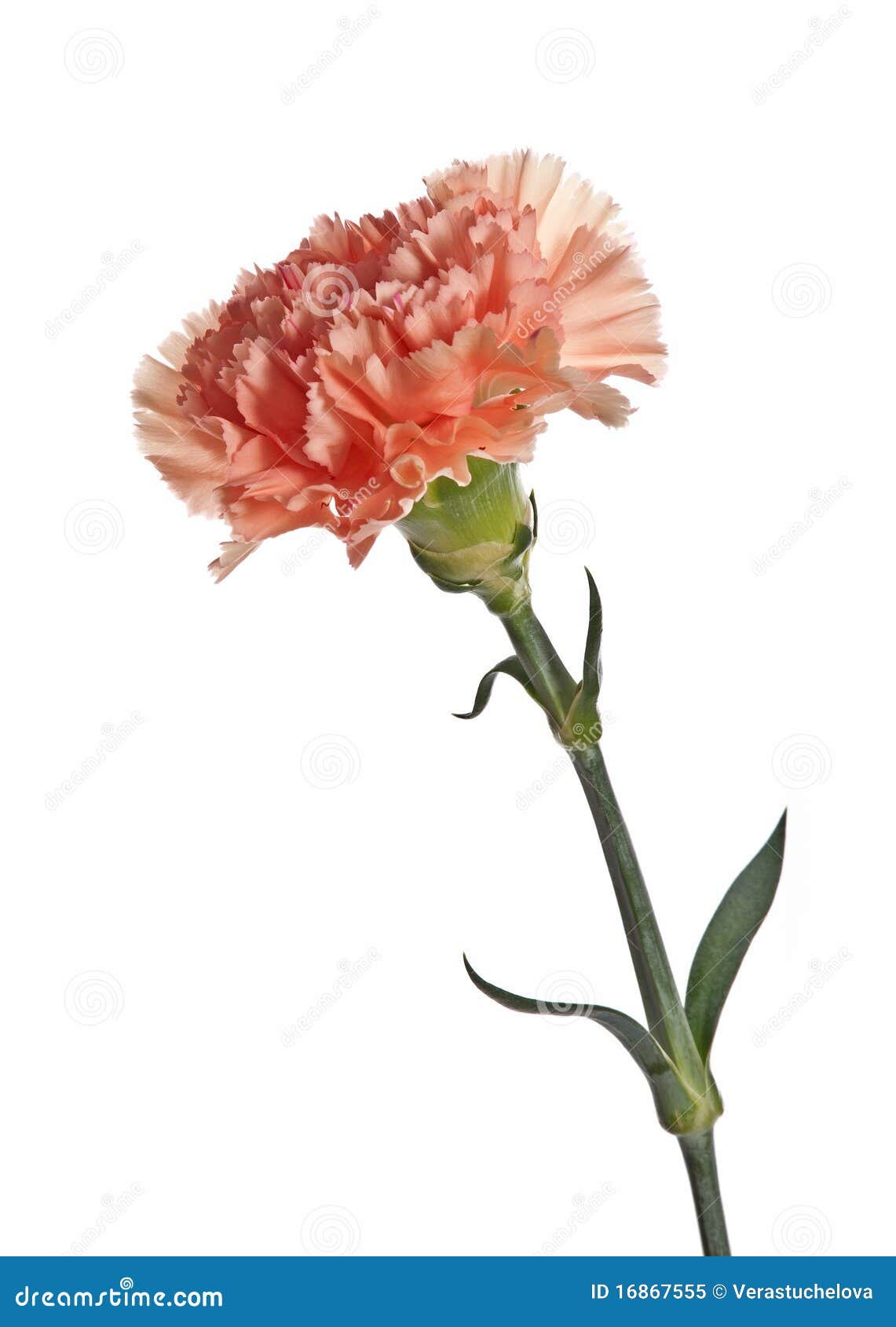 Roze anjer stock afbeelding. Image of tuin, licht, kleur - 16867555