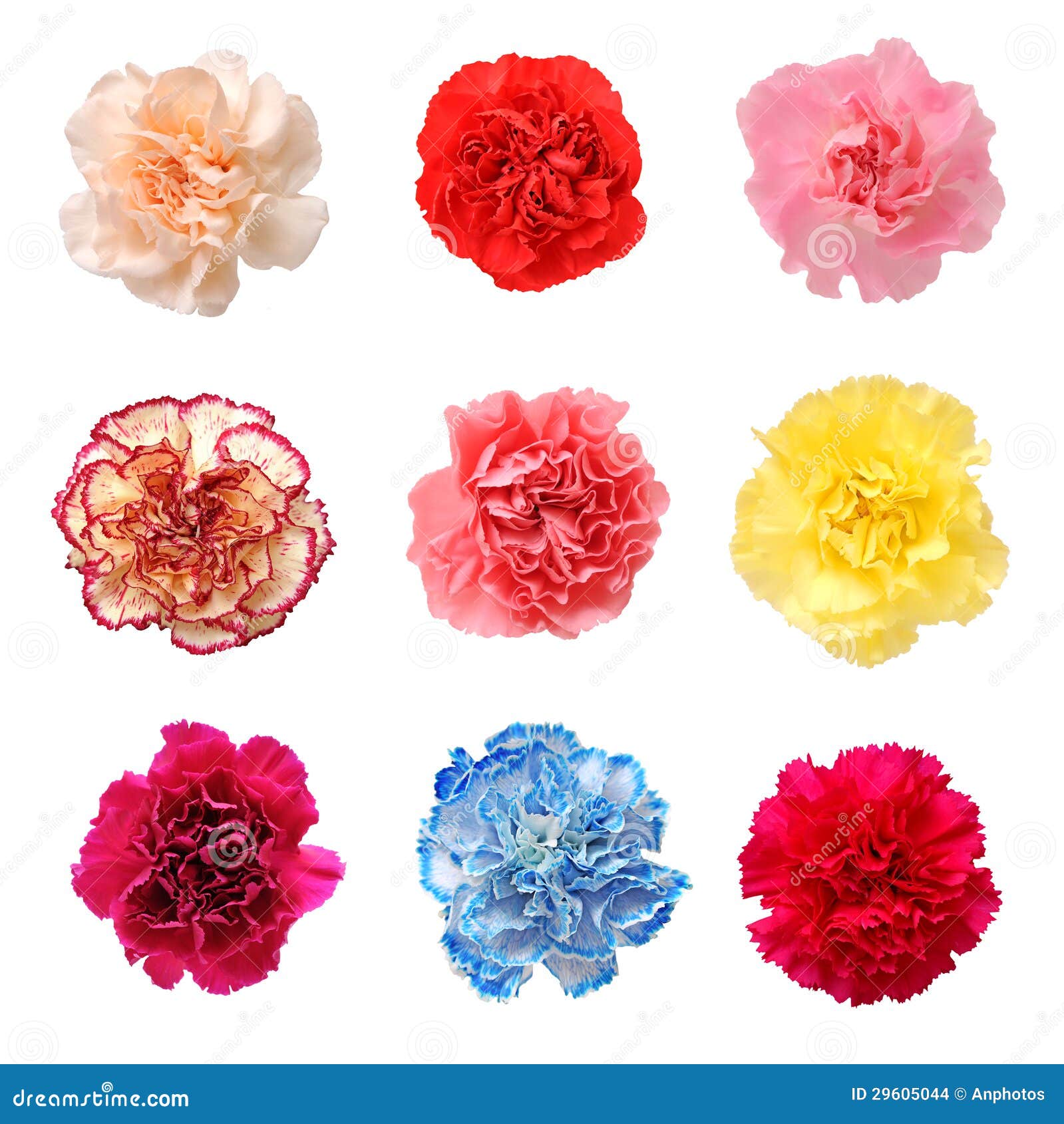 Roze anjer stock foto. Image of boeket, bruin, sinaasappel - 29605044