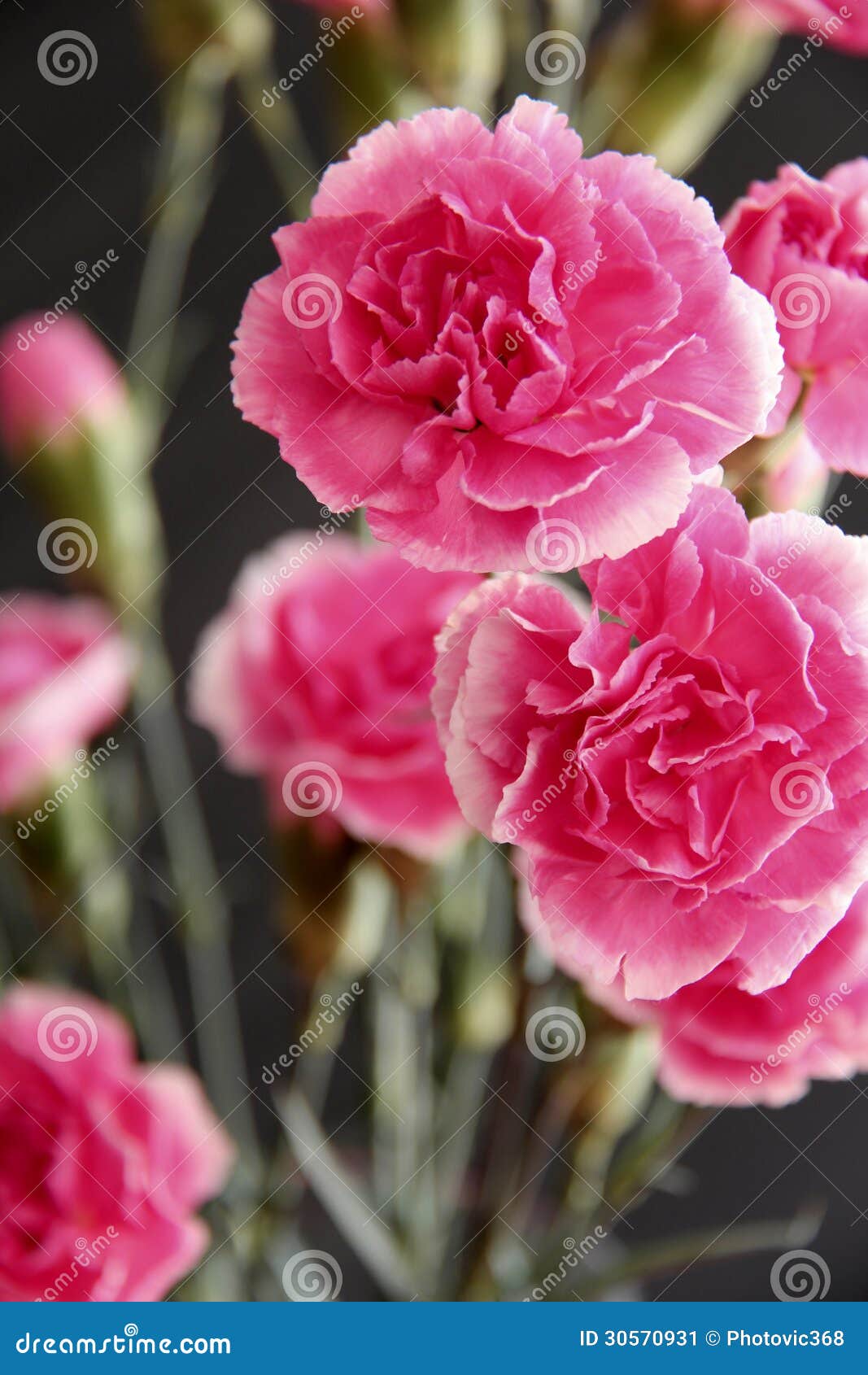 Roze anjer stock afbeelding. Image of begrafenis, seizoen - 30570931