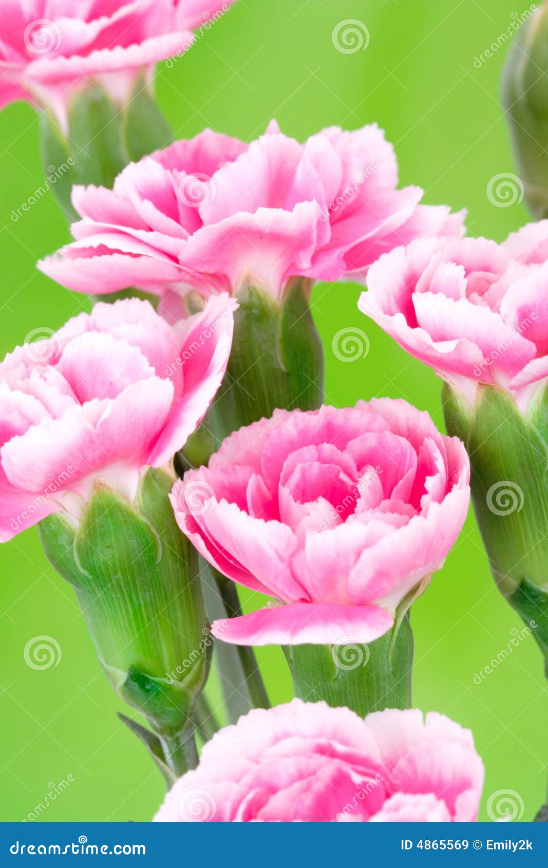 Roze anjer stock afbeelding. Image of anjer, roze, macro - 4865569