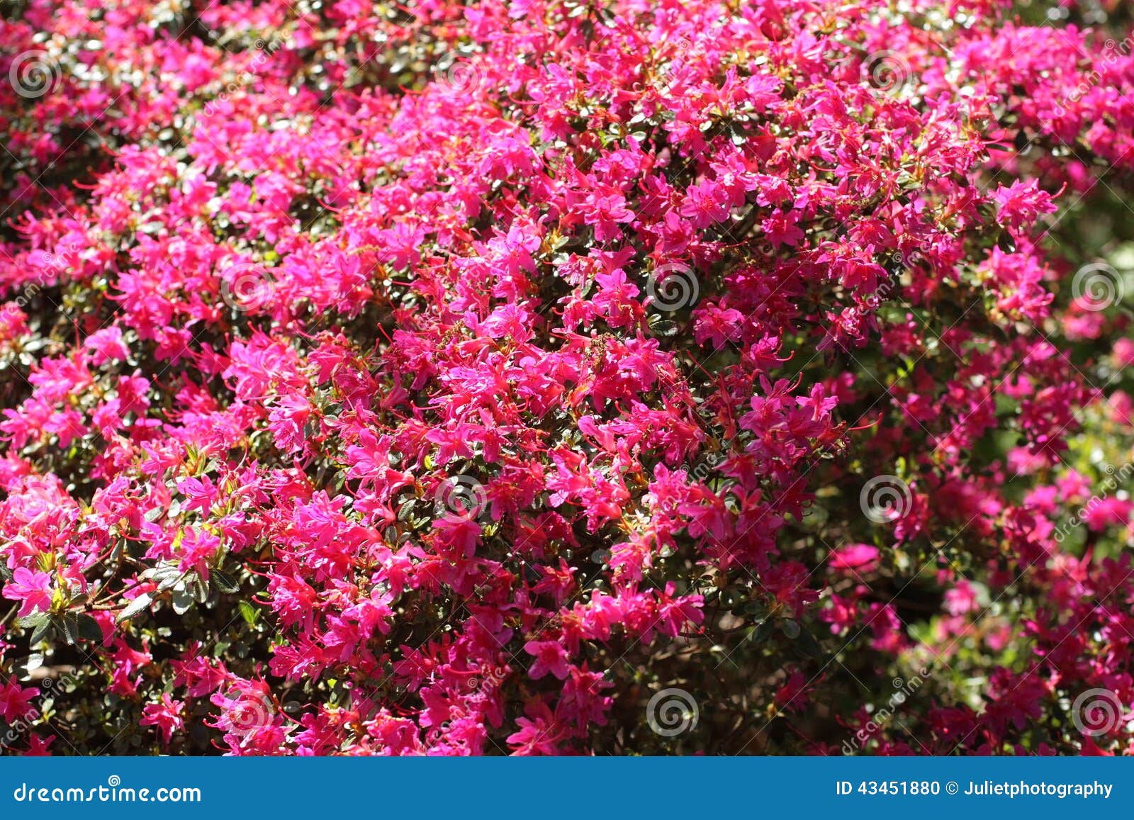 Roze Azalea Bloeiende Struik Stock Foto - Image of tuin, efflorescentie ...
