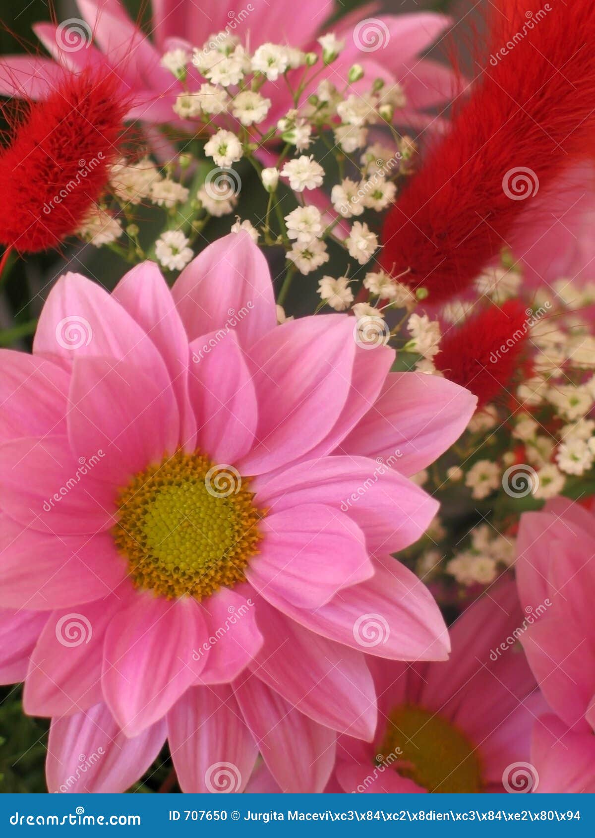 Roze bloem stock foto. Image of macro, tuin, roze, bloemblaadjes - 707650