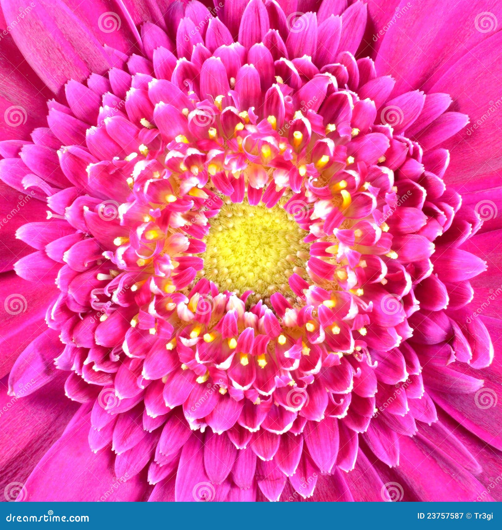 Roze Bloem Gerber Met Het Gele Vierkant Van Het Centrum Stock ...