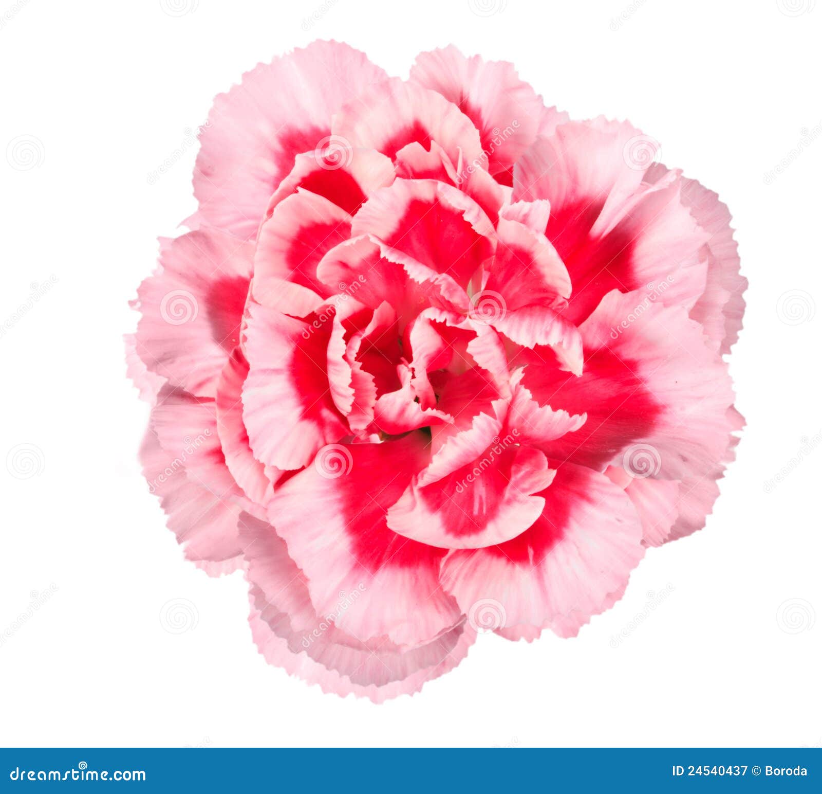 Roze bloem van anjer stock afbeelding. Image of voorwerp - 24540437