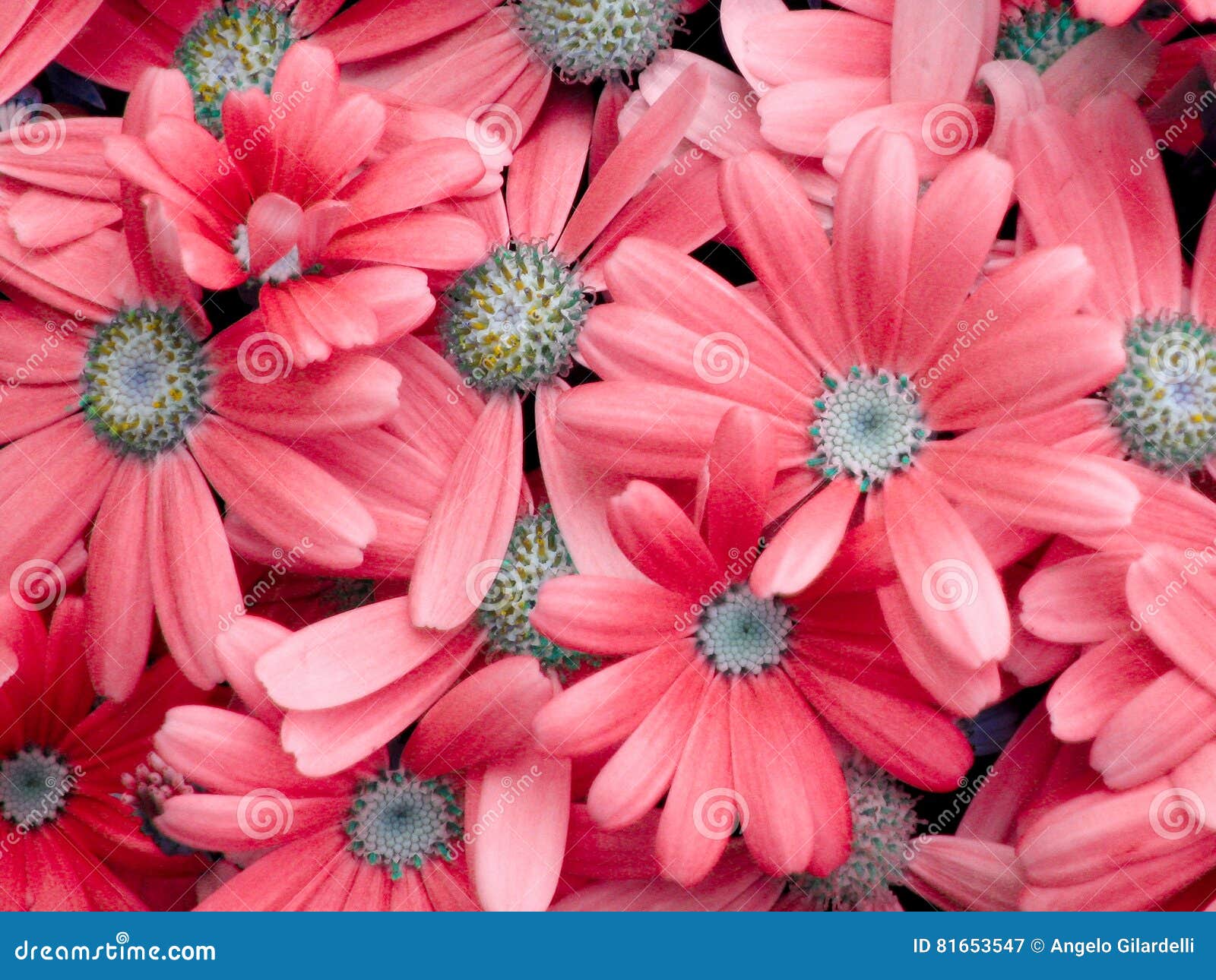 Roze bloemen stock afbeelding. Image of macro, volledig - 81653547