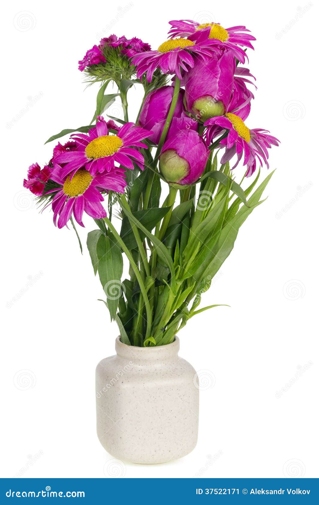 Roze bloemen in pot stock afbeelding. Image of kruid - 37522171