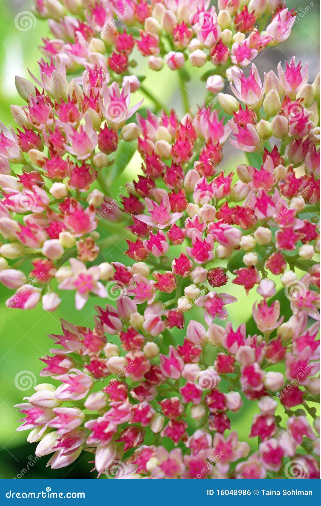 Roze Bloemen Sedum stock foto. Image of sluit, seizoen - 16048986