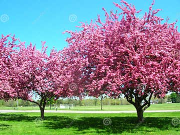 Roze Bomen in Bloei stock foto. Image of takken, bomen - 5222120