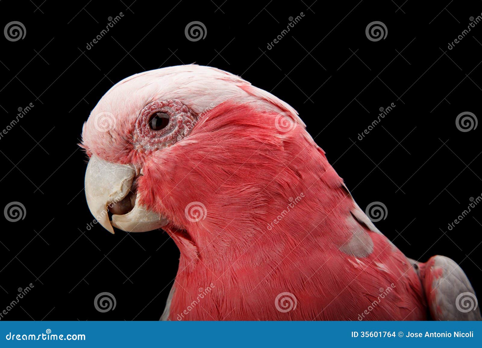 Roze-Breasted Kaketoe, Galah. Stock Foto - Image of jager, veer: 35601764