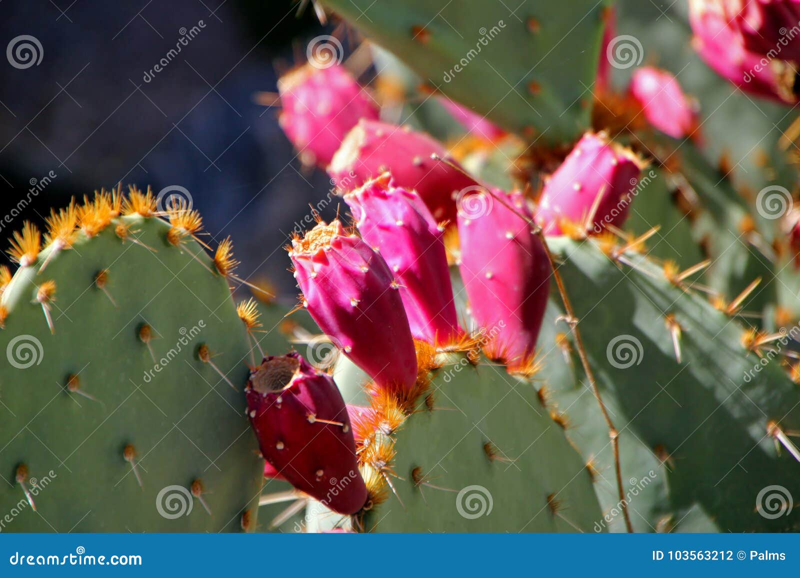 Roze cactusbloesems stock foto. Image of tuin, fenix - 103563212