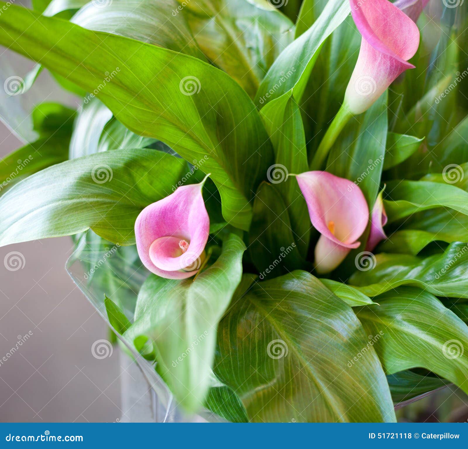 Roze Calla Lelie (Calla Rehmanii) Stock Foto - Image of tuin, mooi ...