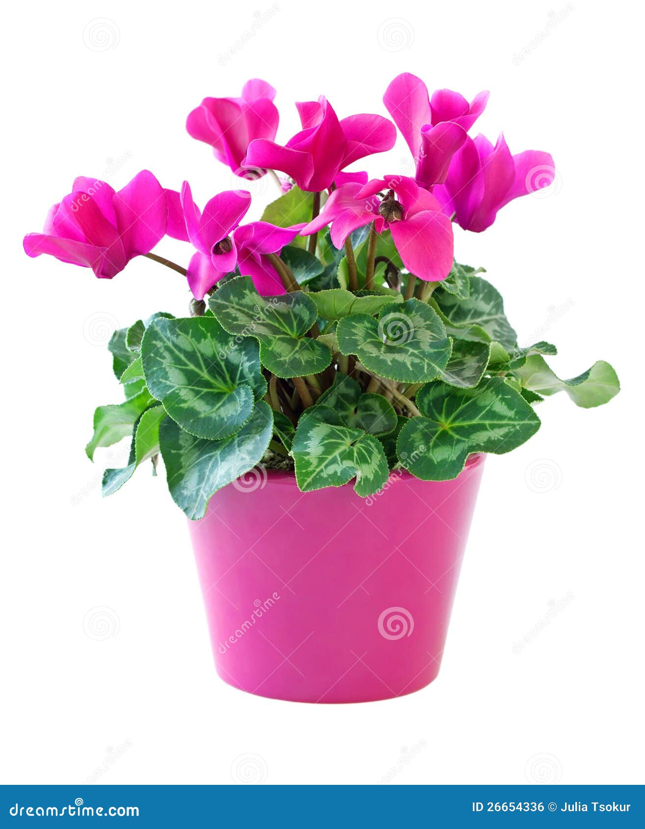 Roze cyclaam stock foto. Image of voorwerp, bloempot - 26654336