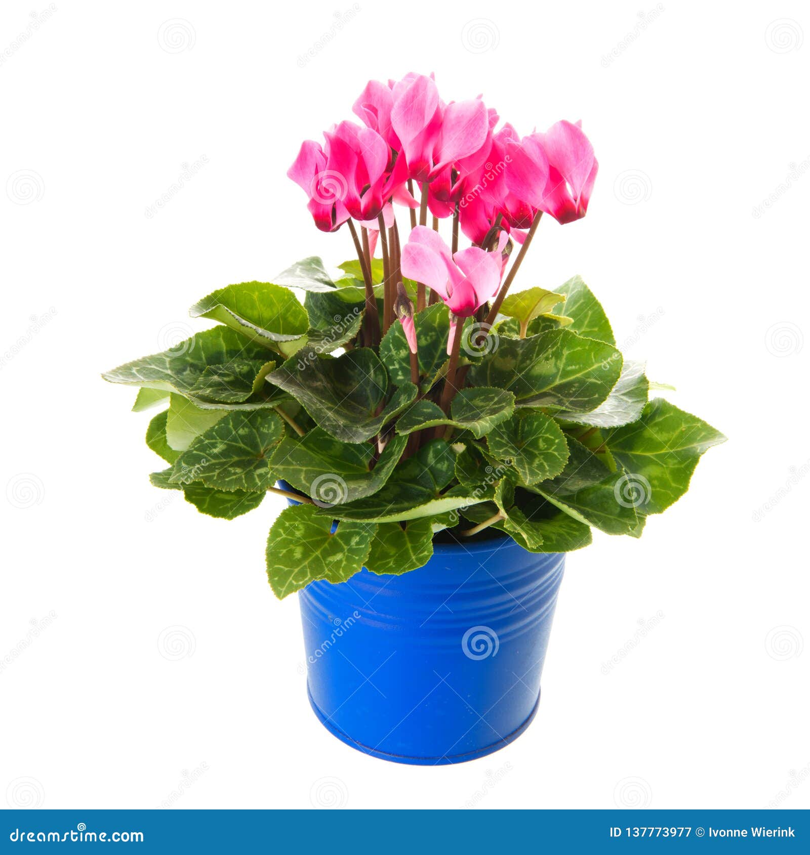 Roze Cyclaam in Blauwe Emmer Stock Afbeelding - Image of kleur, blauw ...