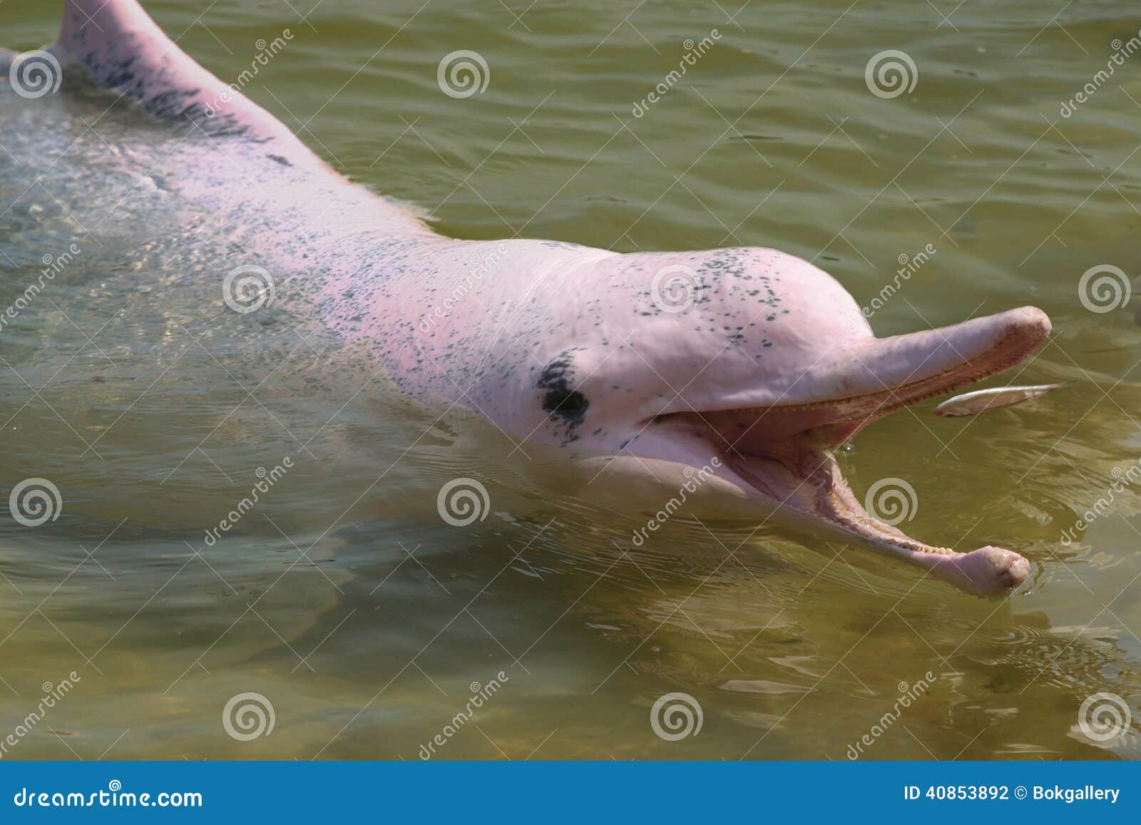 Roze dolfijn stock foto. Image of duik, horizontaal, aquatisch - 40853892