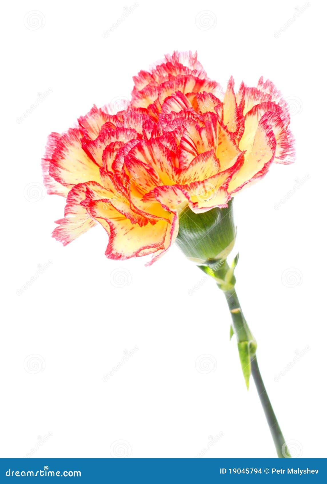 Roze en Gele Anjer stock foto. Image of achtergrond, geïsoleerd - 19045794