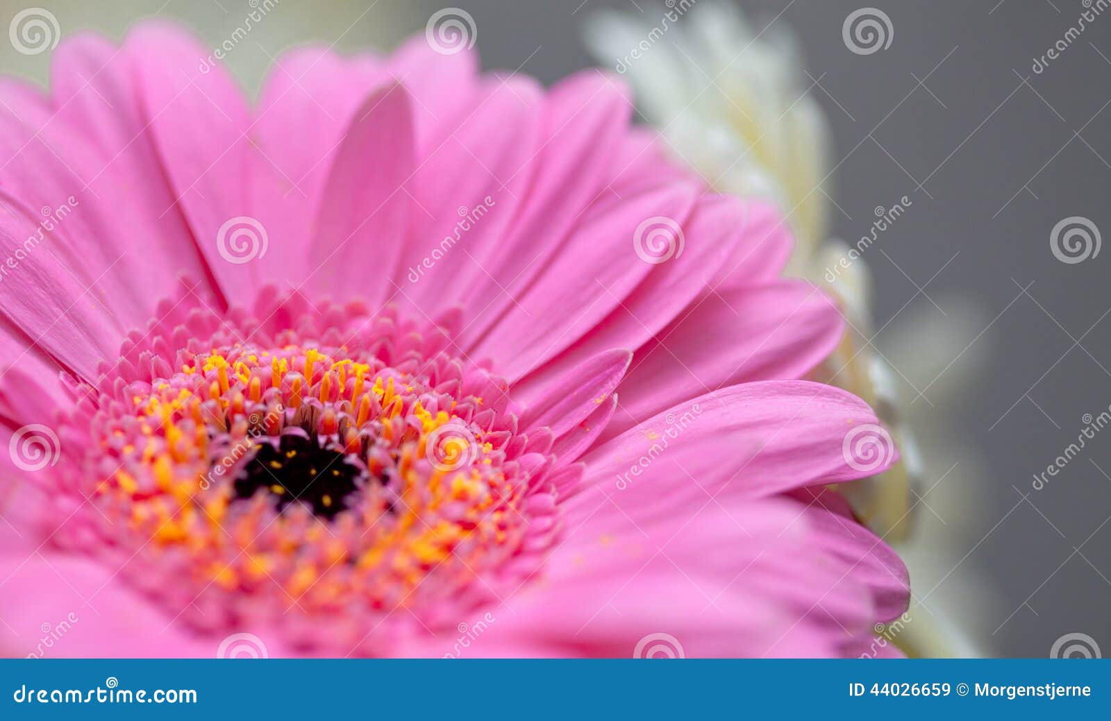 Roze en rode gerbera stock afbeelding. Image of hoofd - 44026659