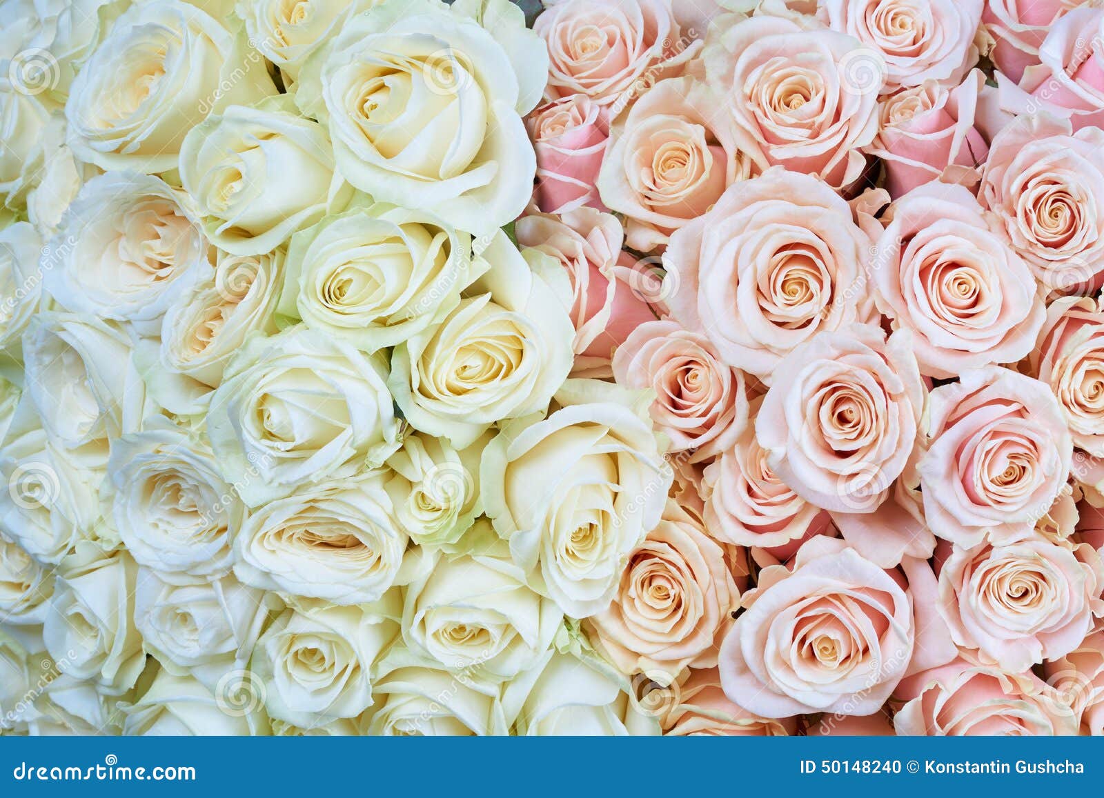 Roze en witte rozen stock foto. Image of botanisch, schoonheid - 50148240