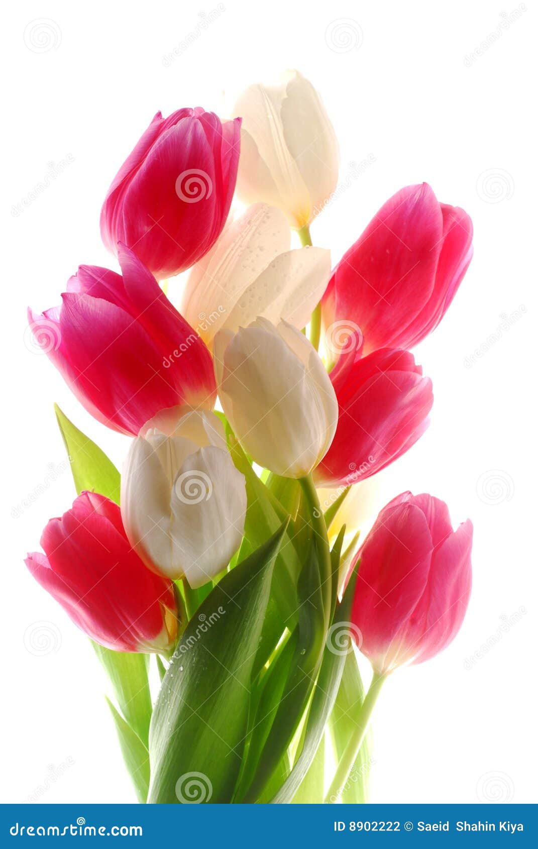 Roze en witte tulpen stock foto. Image of flora, geïsoleerd - 8902222