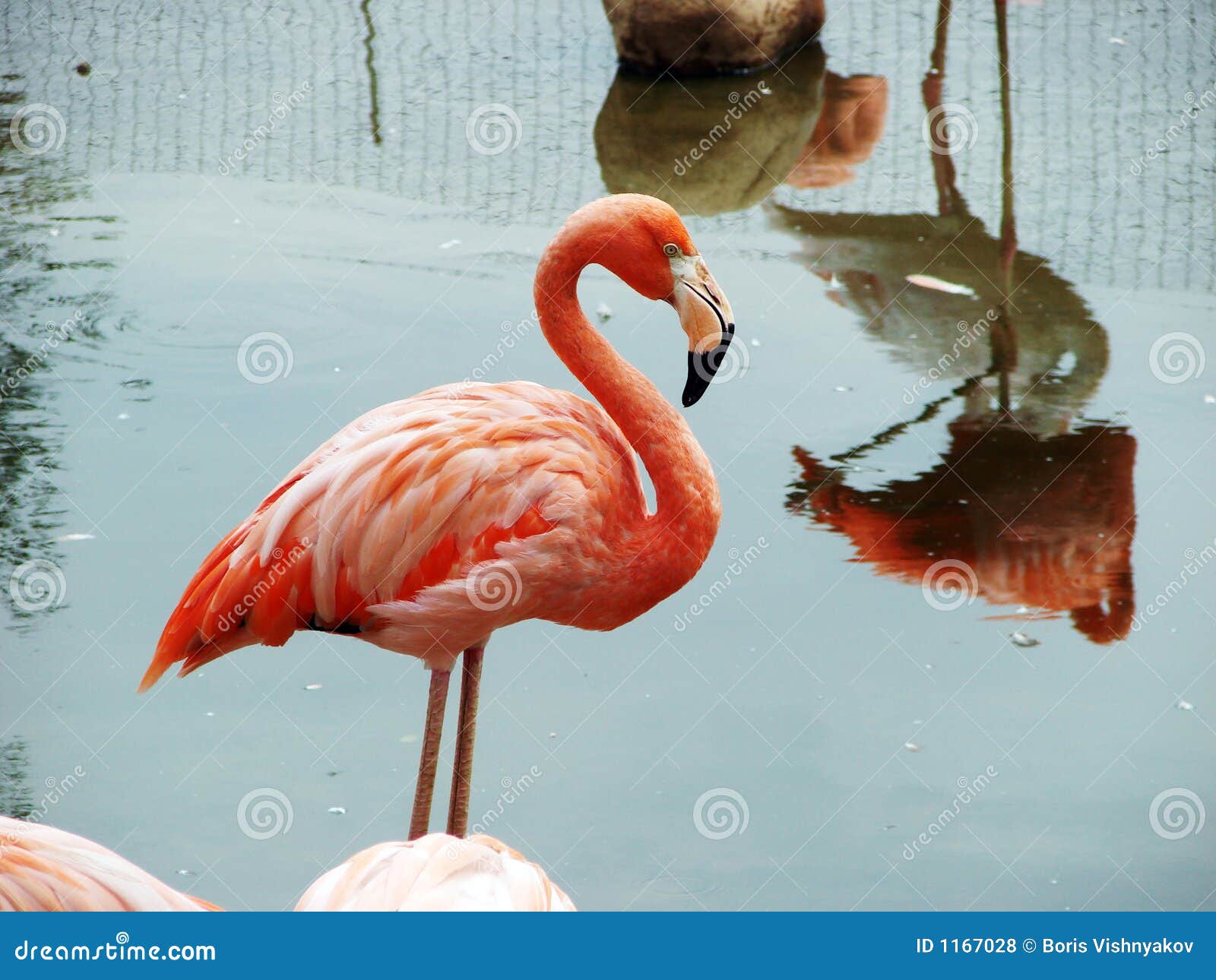 Roze Flamingo Picture. Image: 1167028