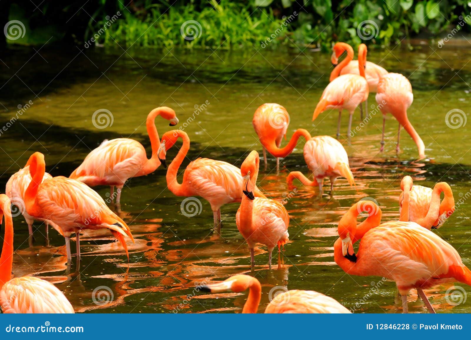 Roze flamingo stock foto. Image of vogel, sinaasappel - 12846228