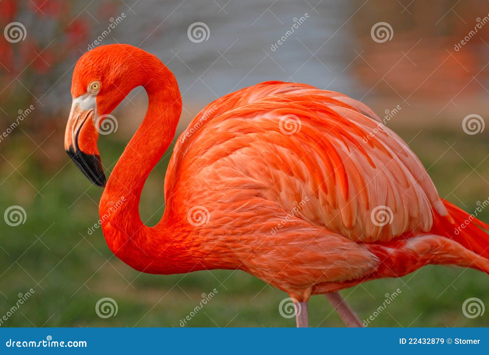 Roze flamingo stock afbeelding. Image of dierentuin, oklahoma - 22432879