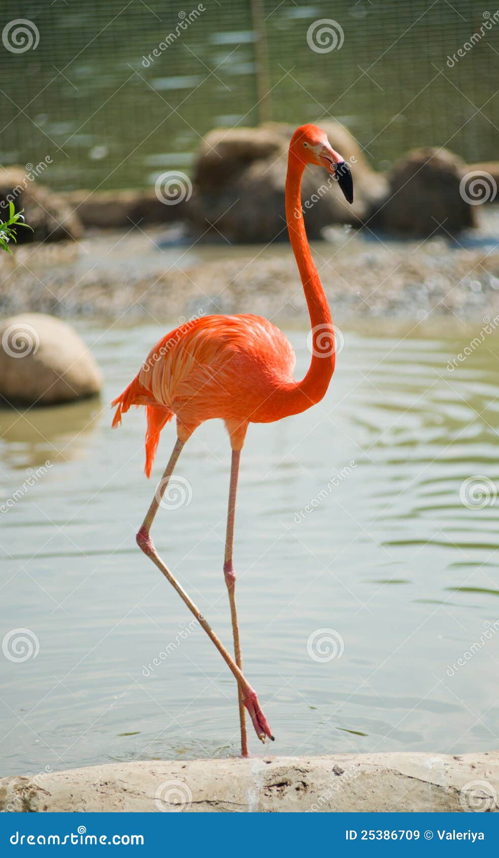 Roze flamingo stock afbeelding. Image of kleur, exotisch - 25386709