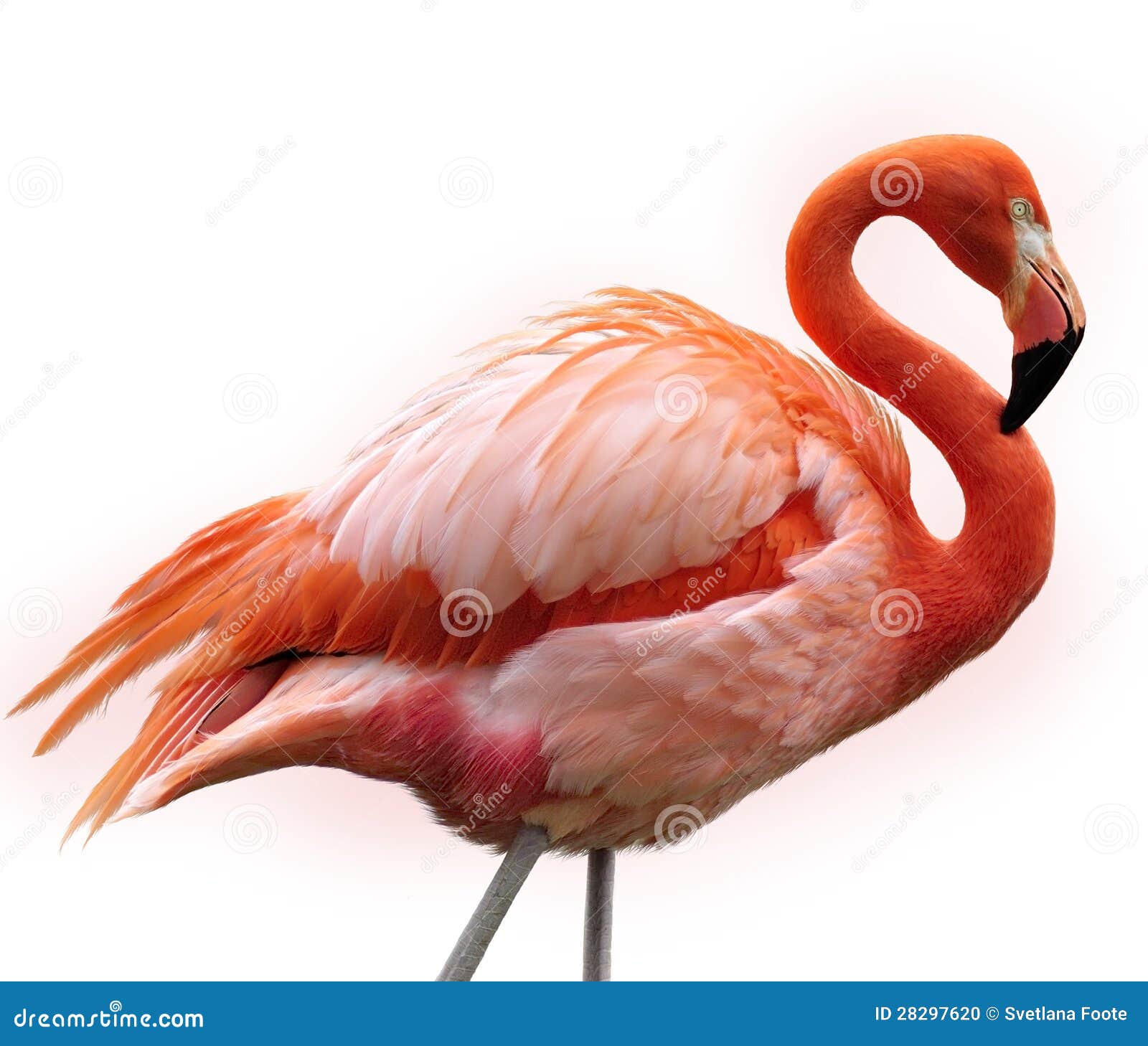 Roze Flamingo stock foto. Image of fauna, vogel, tropisch - 28297620