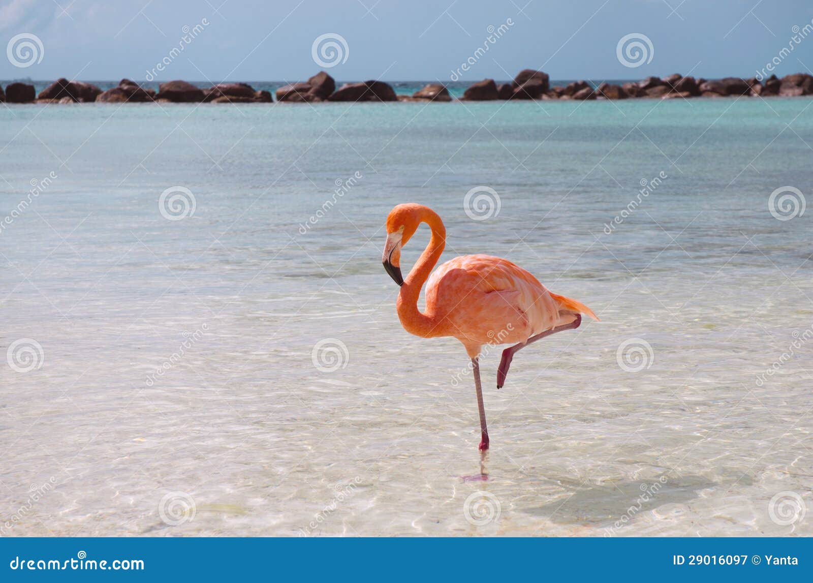 Roze flamingo stock afbeelding. Image of zomer, water - 29016097