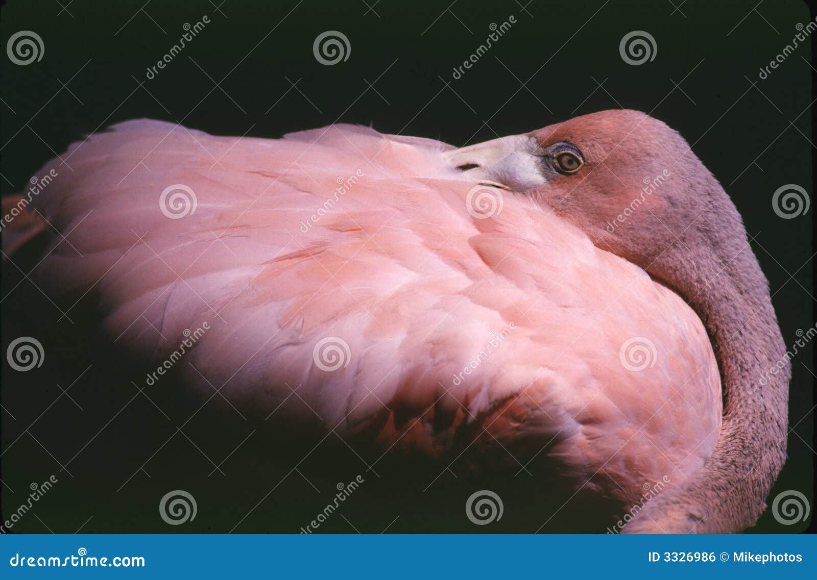 Roze Flamingo stock foto. Image of roze, veren, wild, slaap - 3326986