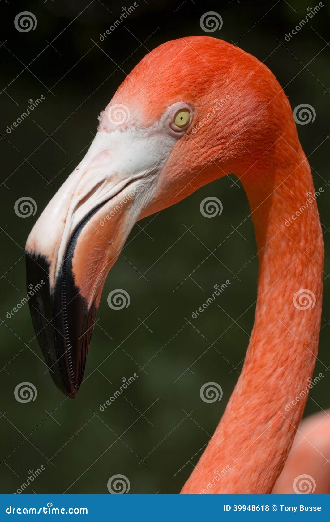 Roze Flamingo stock foto. Image of vogel, fauna, vogels - 39948618