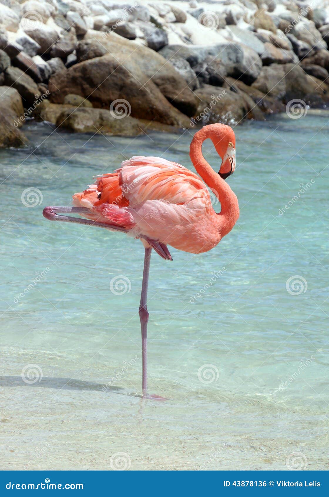 Roze Flamingo stock foto. Image of vogel, roze, uitziend - 43878136