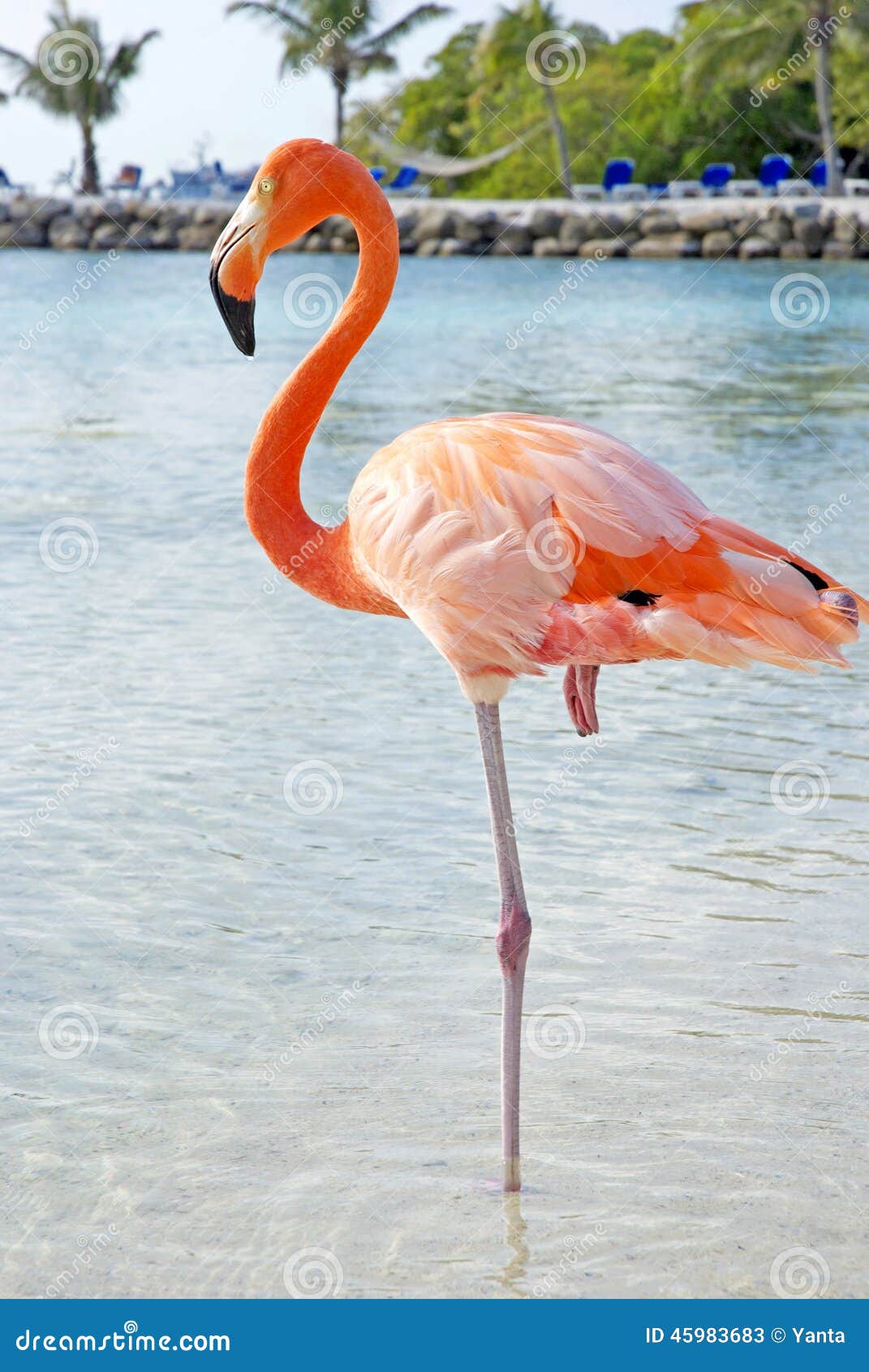 Roze Flamingo stock afbeelding. Image of ontspan, gevogelte - 45983683