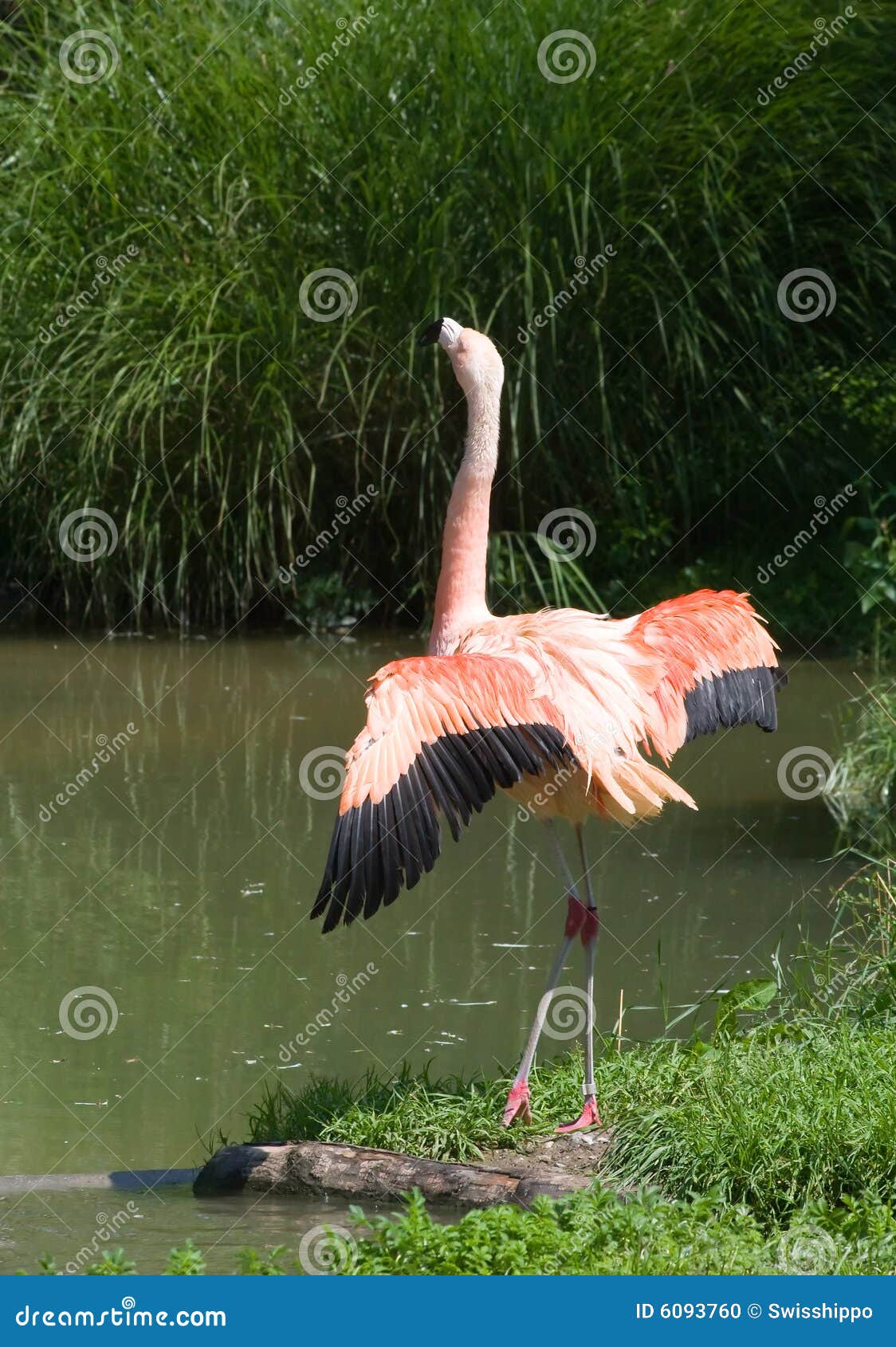 Roze flamingo stock foto. Image of elegant, paradijs, nave - 6093760
