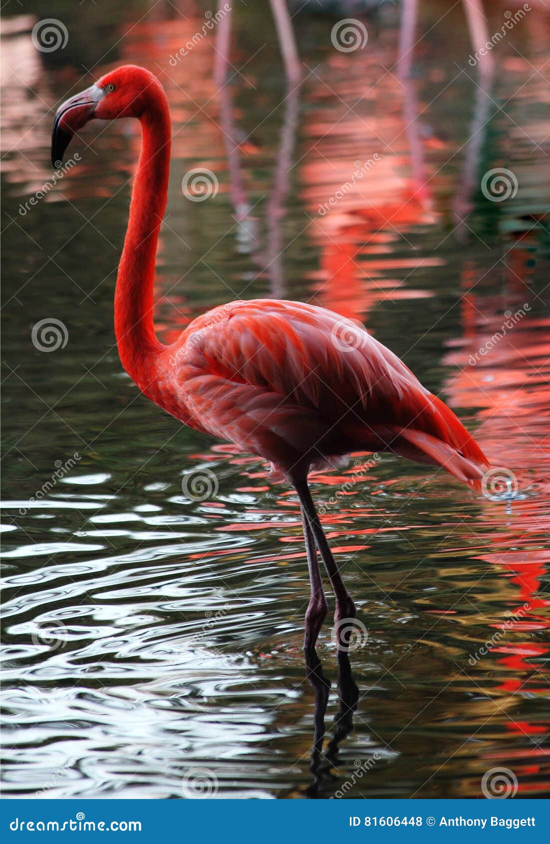 Roze Flamingo stock foto. Image of vogel, flamingo, schoonheid - 81606448