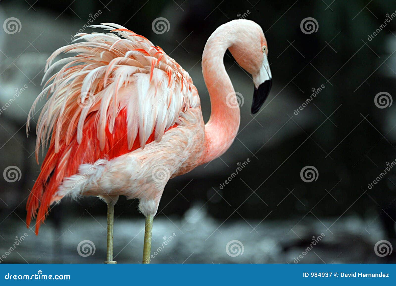 Roze Flamingo stock afbeelding. Image of kraan, mooi, flamingo - 984937