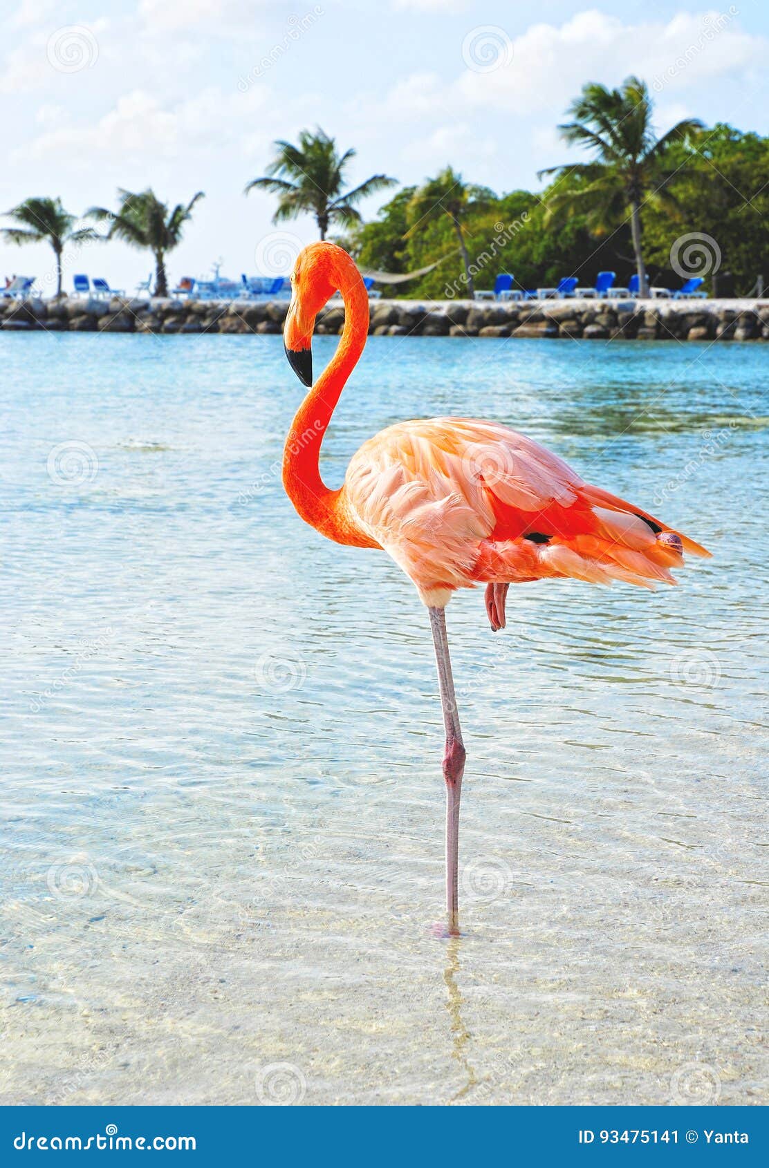 Roze flamingo, Aruba stock afbeelding. Image of vogel - 93475141
