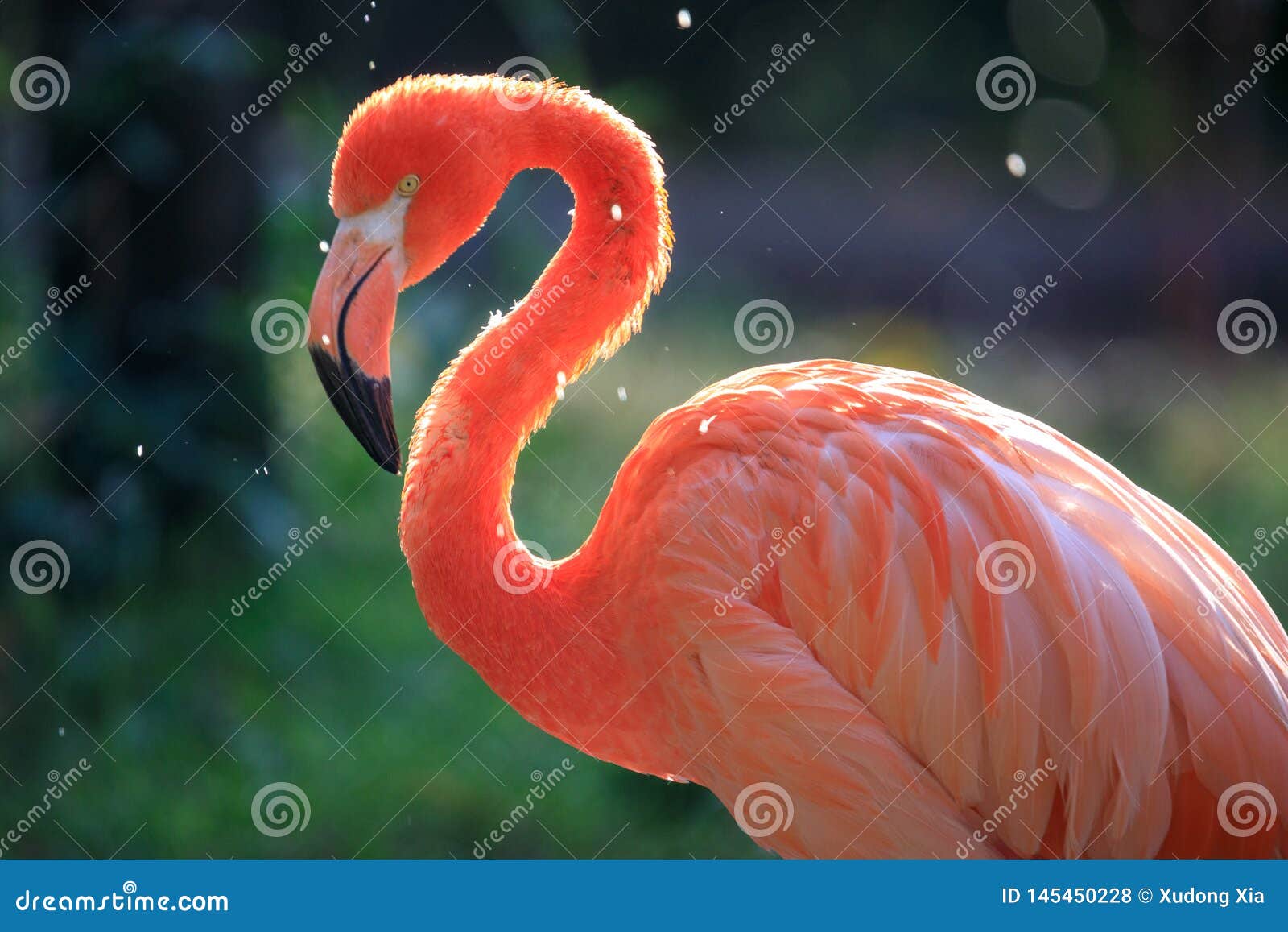 Roze Flamingo stock foto. Image of water, nave, dierentuin - 145450228