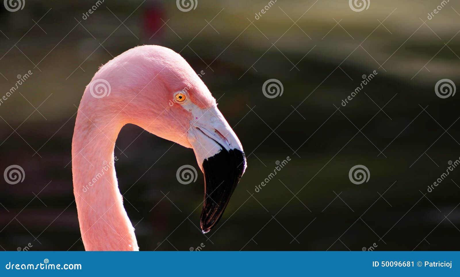 Roze Flamingo Met Exemplaarruimte Stock Afbeelding - Image of exemplaar ...