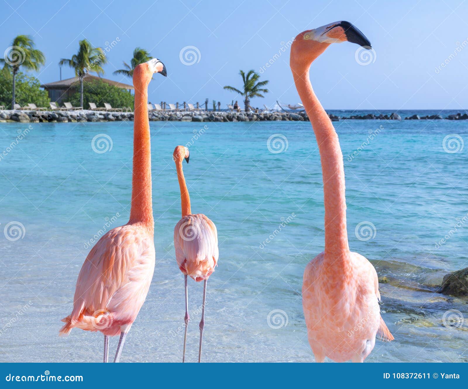 Roze Flamingo Op Het Strand, Het Eiland Van Aruba Stock Afbeelding ...