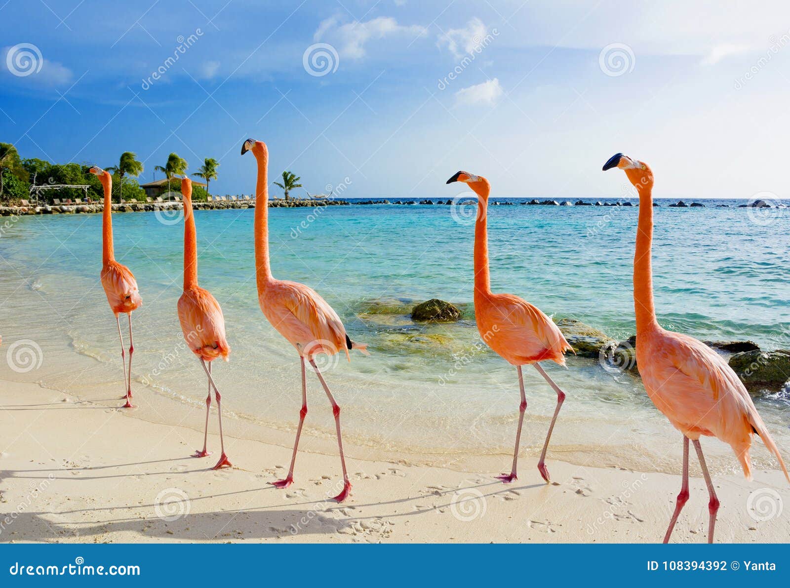 Roze Flamingo Op Het Strand, Het Eiland Van Aruba Stock Foto - Image of ...