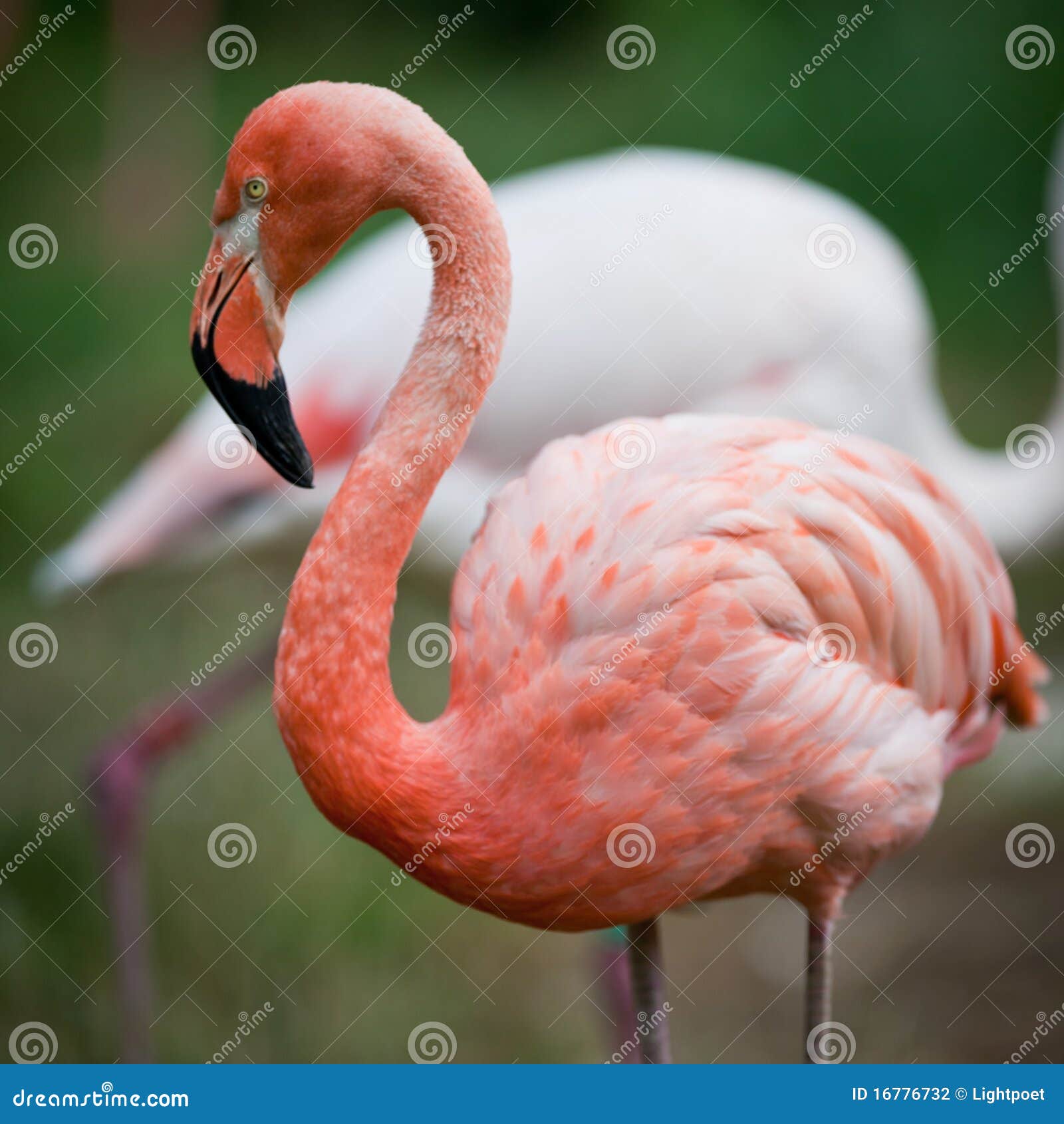 Roze Flamingo's stock foto. Image of nave, hoofd, caraïbisch - 16776732