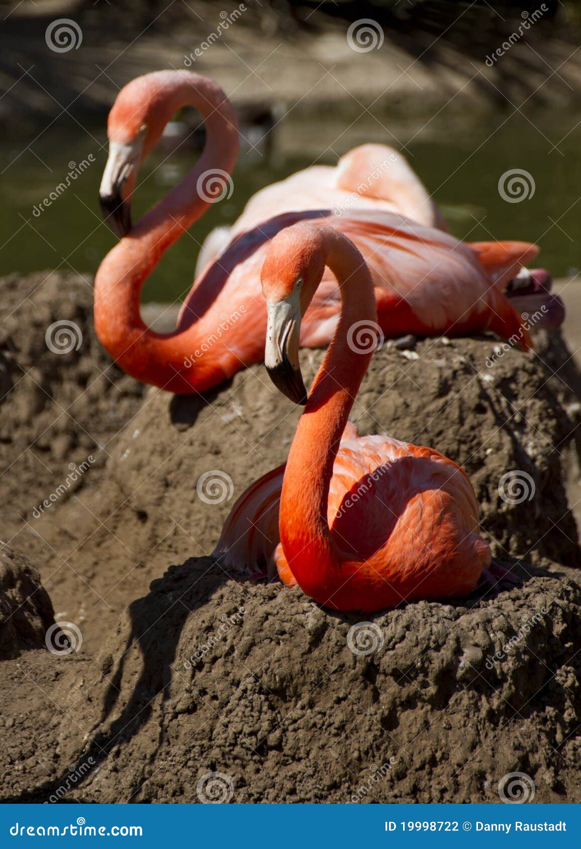 Roze Flamingo's Bij De Dierentuin Stock Foto - Image of water, andes ...