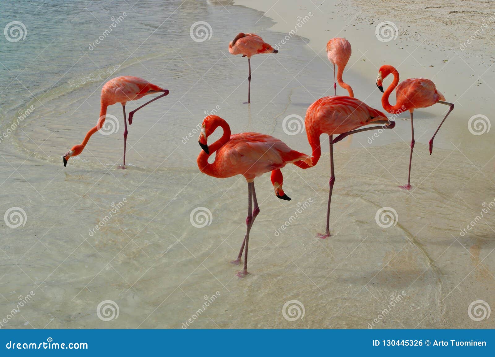Roze Flamingo's Op Het Strand Stock Foto - Image of tropisch, water ...