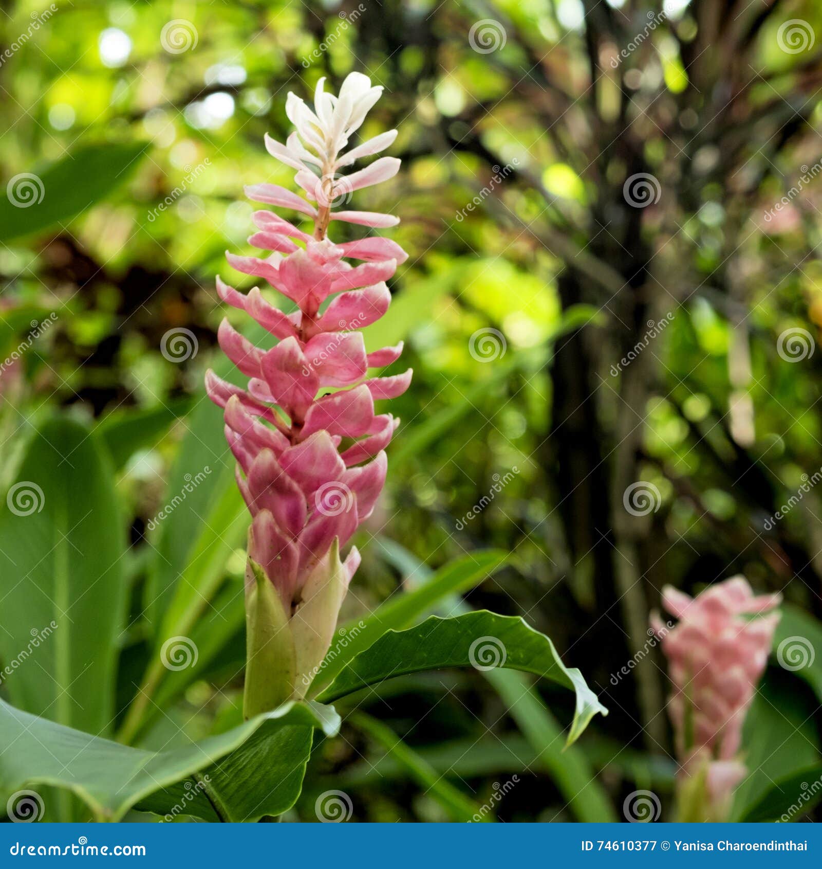 Roze Gemberbloem of Wilderniskoningin Stock Afbeelding - Image of ...