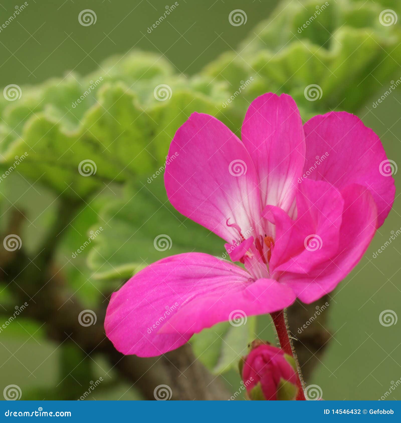 Roze geranium 2 stock foto. Image of schoonheid, bladeren - 14546432