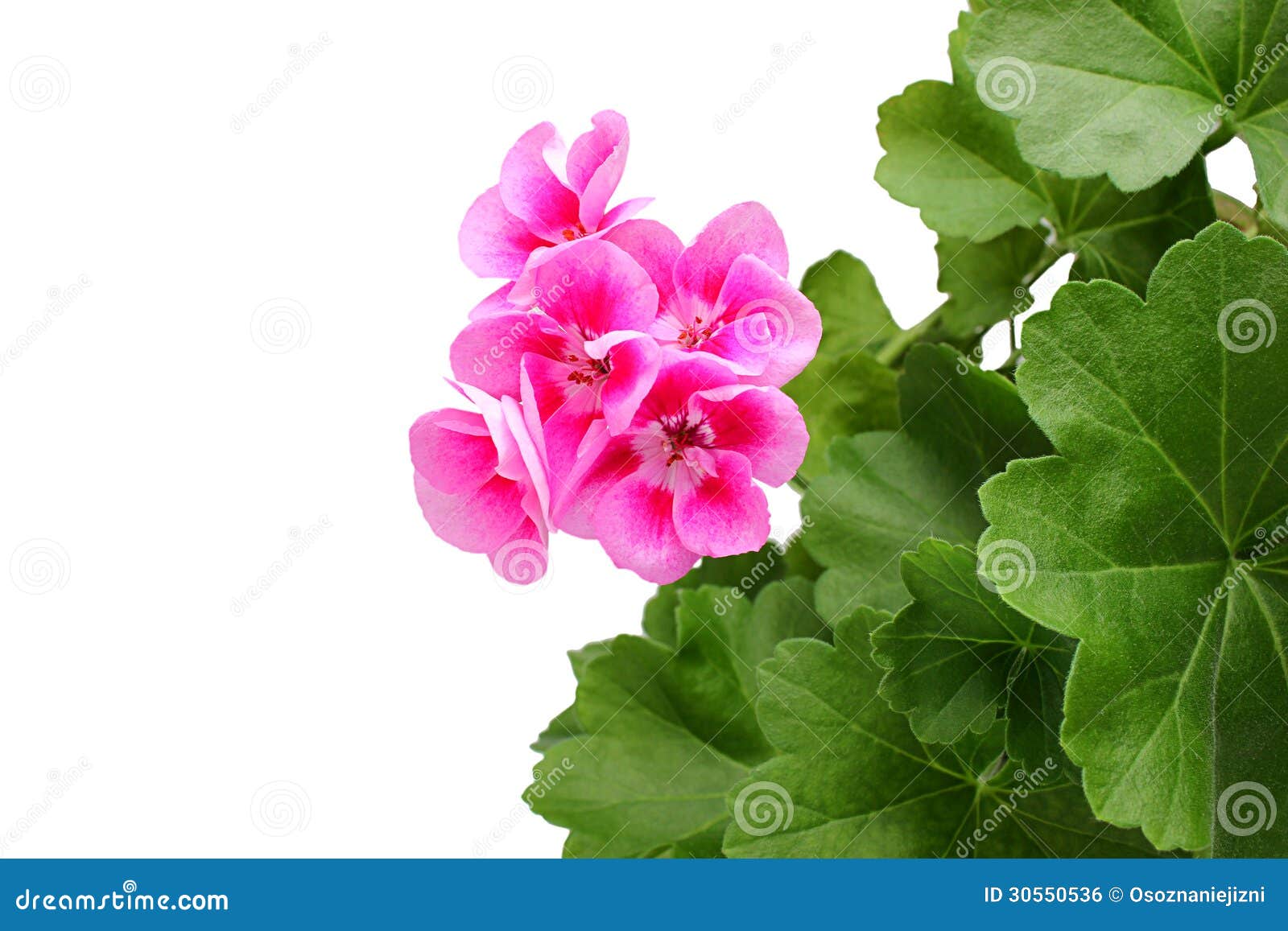 Roze Geranium - Ooievaarsbek Met Bladeren. Stock Foto - Image of ...