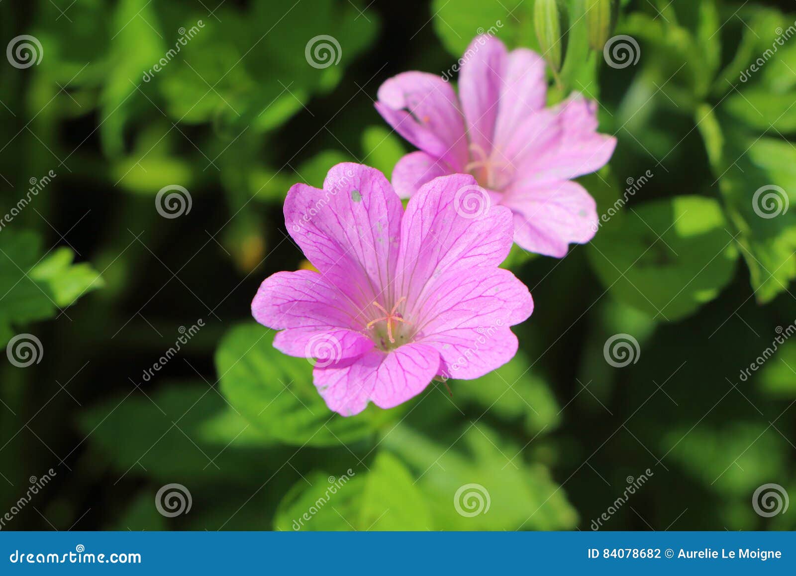 Roze geraniumbloem stock foto. Image of flora, lente - 84078682