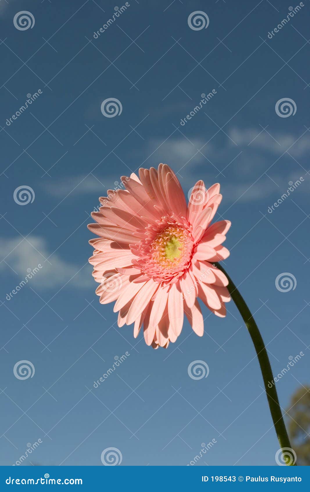 Roze Gerbera stock afbeelding. Image of cadeau, mooi, vriendschap - 198543