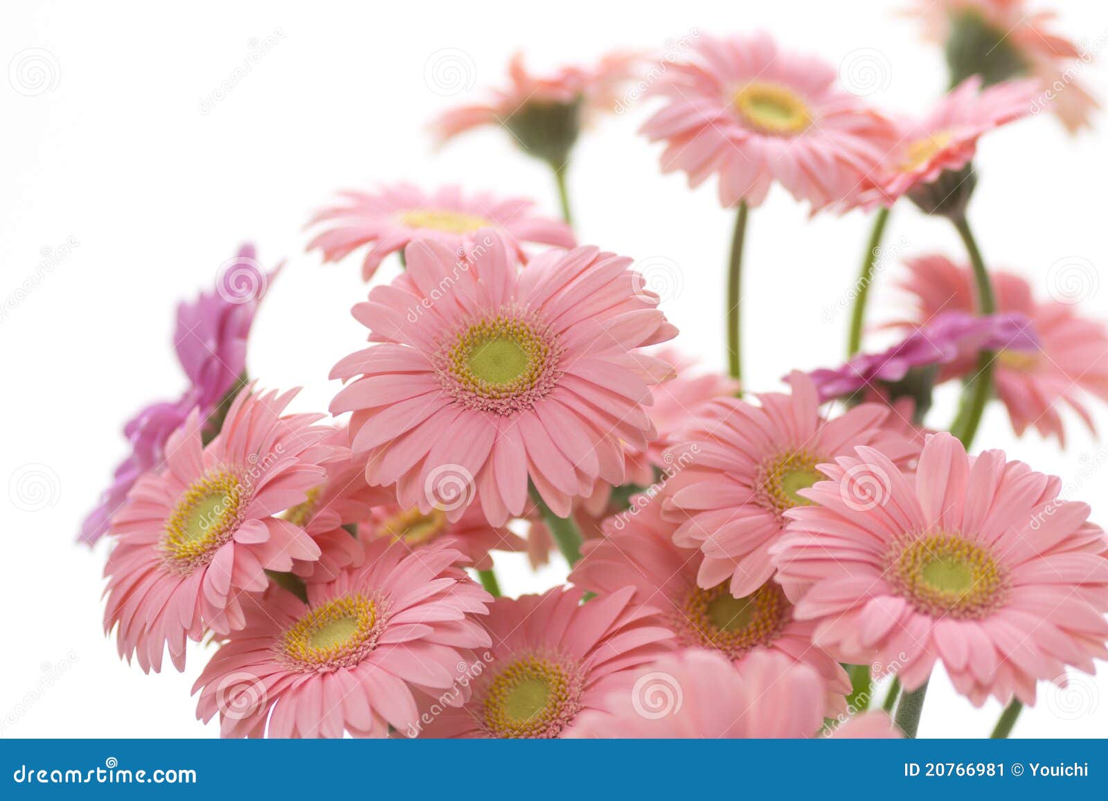 Roze gerbera stock afbeelding. Image of ontwerp, flora - 20766981